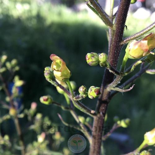 Early Figwort (Scrophularia lanceolata) - Garden.org