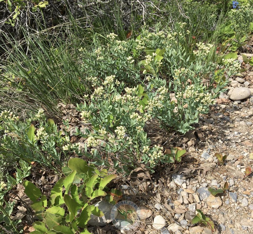 Photo of the habitat view of Pale bastard toadflax (Comandra umbellata ...