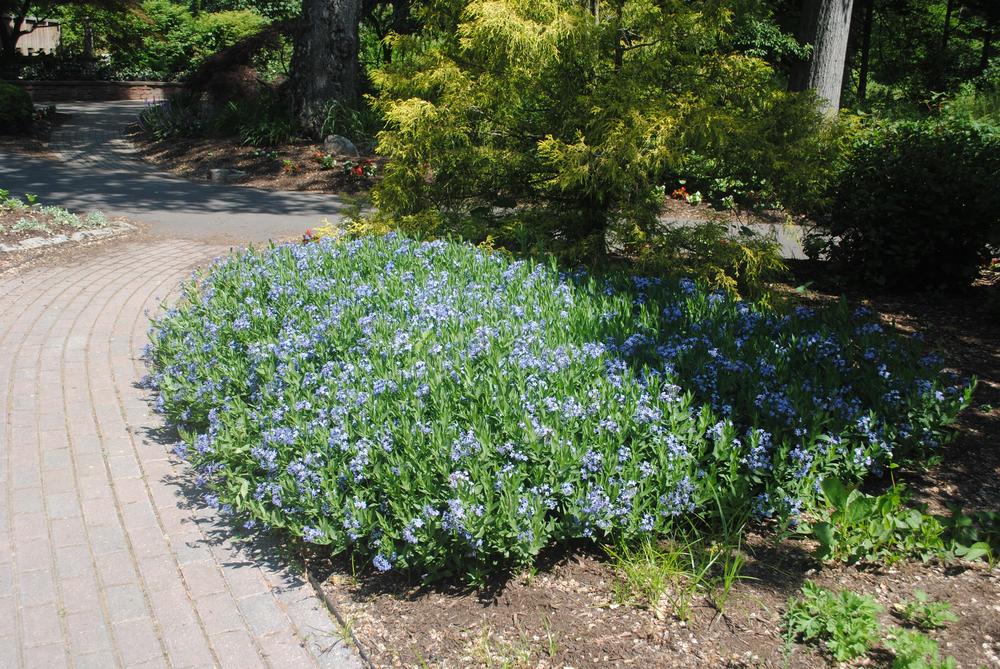 Photo of the entire plant of Blue Star (Amsonia 'Blue Ice') posted by ...