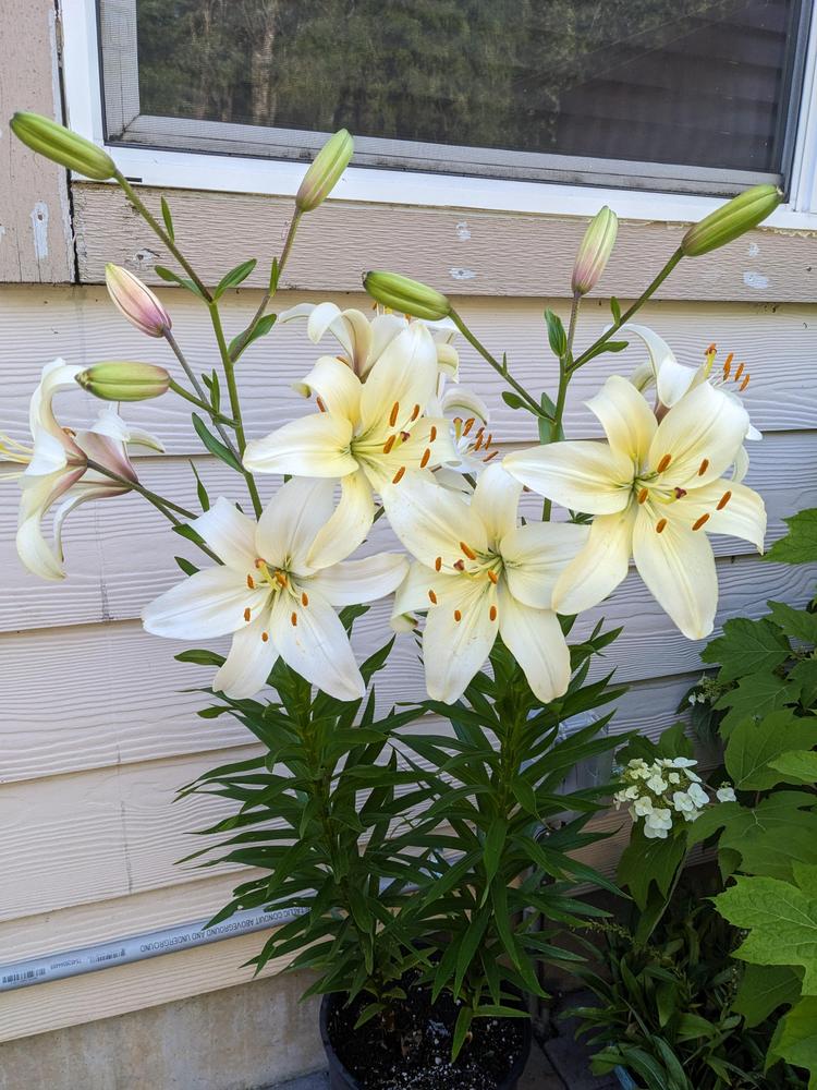 Photo of the entire plant of Lily (Lilium 'Pearl Frances') posted by ...