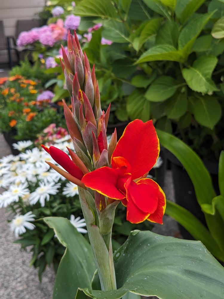 Photo of the bloom of Canna (Canna x generalis 'Lucifer') posted by Joy ...