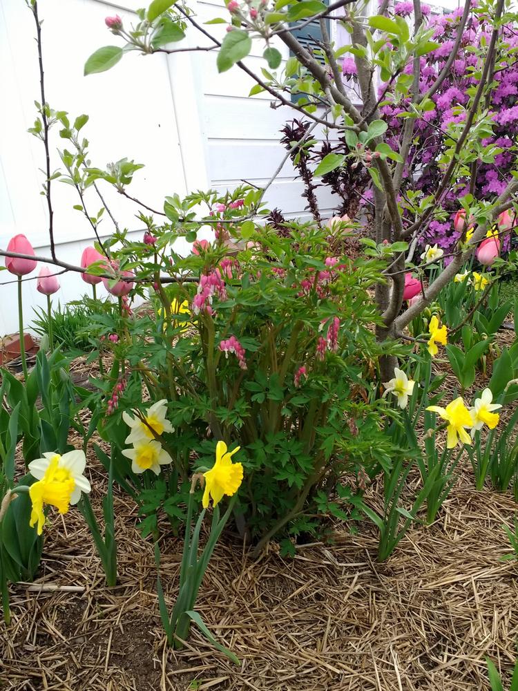 Photo of the entire plant of Daffodil (Narcissus 'Lemon Ice') posted by ...