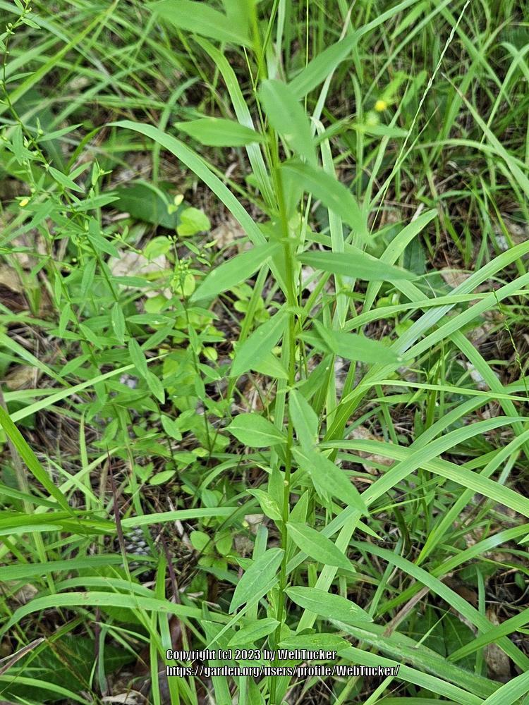 Photo of the leaves of Ridged Yellow Flax (Linum striatum) posted by ...