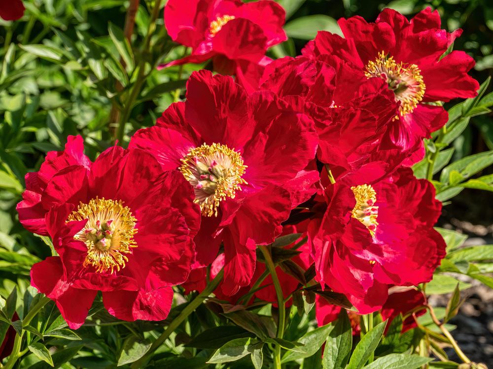 Peony (Paeonia 'Legion of Honor') in the Peonies Database - Garden.org