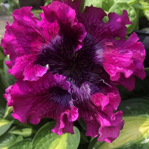 Petunia Superbissima Wine Red in the Petunias Database - Garden.org