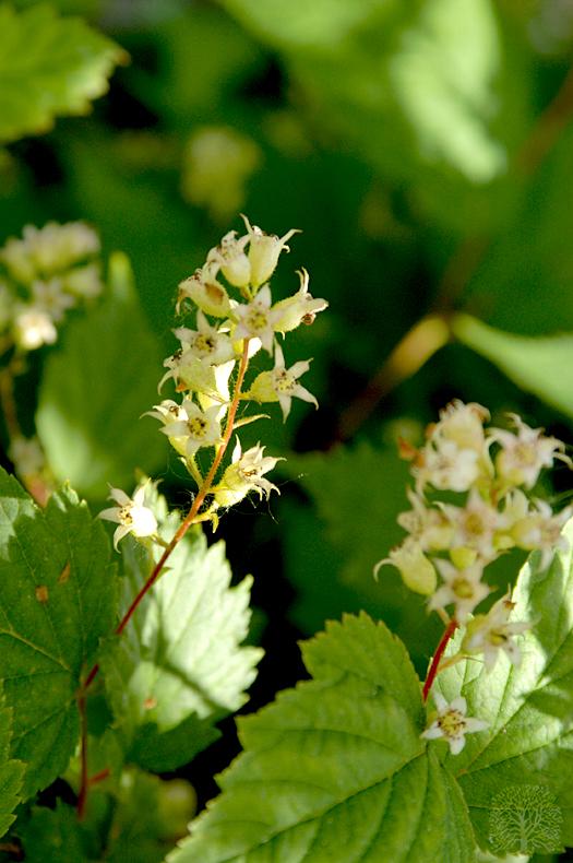 Photo of the bloom of Neillia (Neillia uekii) posted by scvirginia ...