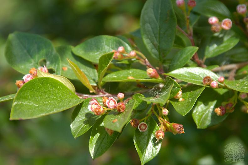 Hedge Cotoneaster (Cotoneaster acutifolius) - Garden.org
