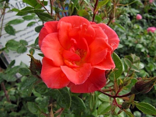 Miniature Rose (Rosa 'Anna Ford') in the Roses Database - Garden.org