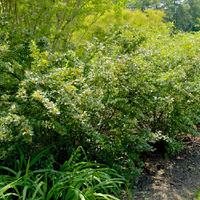 Photo of the entire plant of Hedge Cotoneaster (Cotoneaster acutifolius ...