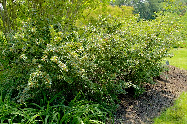 Photo of the entire plant of Peking Cotoneaster (Cotoneaster ...