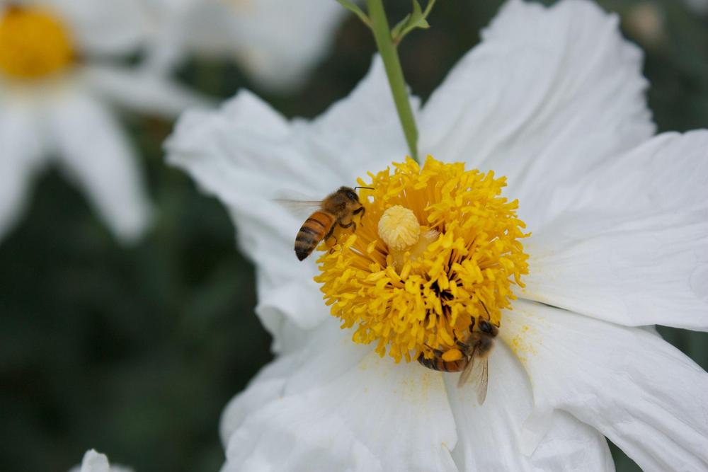 Matilija Poppy (Romneya coulteri 'White Cloud') - Garden.org