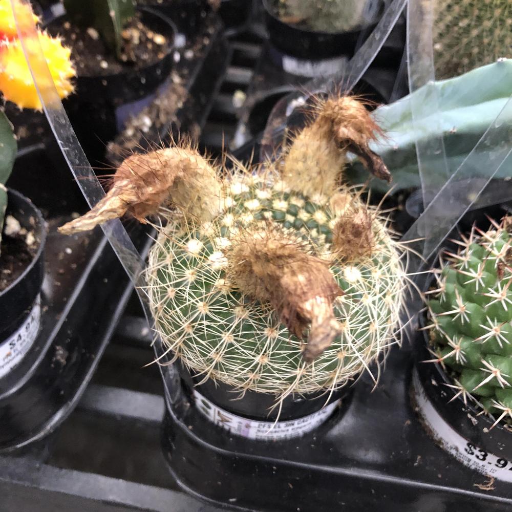 Photo of the entire plant of Indian Head Cactus (Parodia ottonis ...