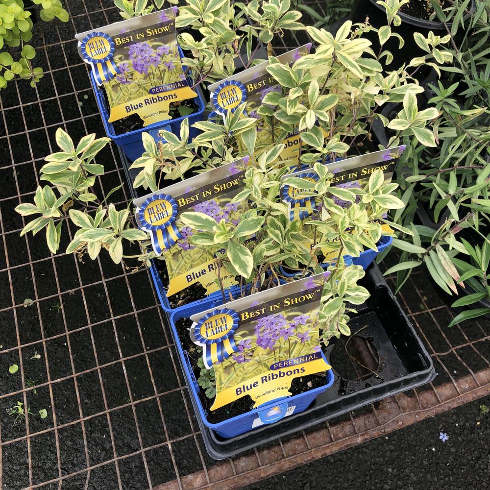 Woodland Phlox (Phlox divaricata 'Blue Ribbon') in the Phloxes Database ...