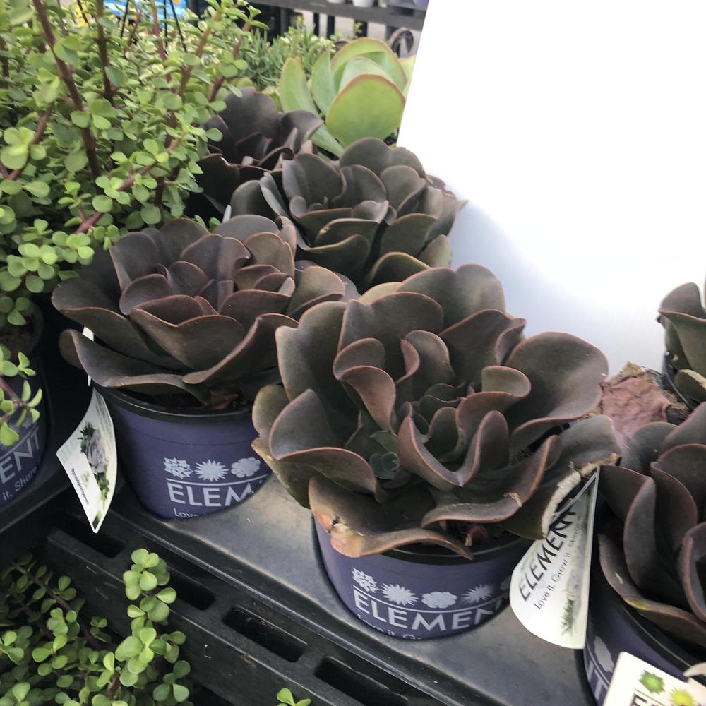 Photo of the entire plant of Conchita (Echeveria 'Hortencia') posted by ...