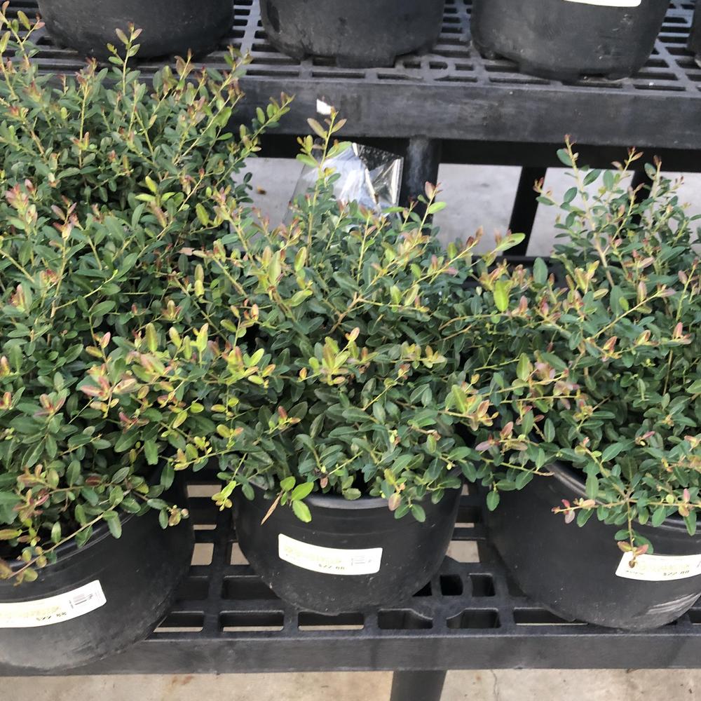 Photo of the entire plant of Dwarf Yaupon Holly (Ilex vomitoria 'Stokes ...