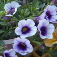 Photo of the bloom of Million Bells (Calibrachoa Superbells® Blue Moon ...