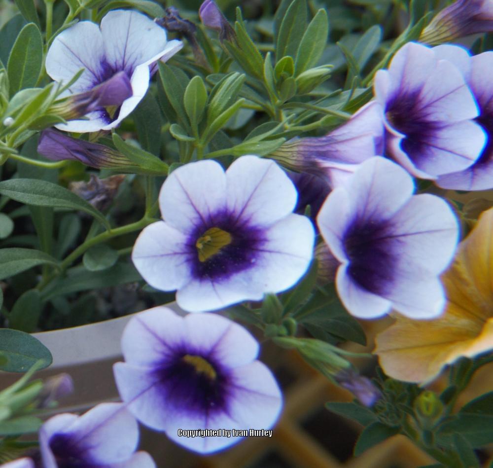 Photo of the bloom of Million Bells (Calibrachoa Superbells® Blue Moon ...