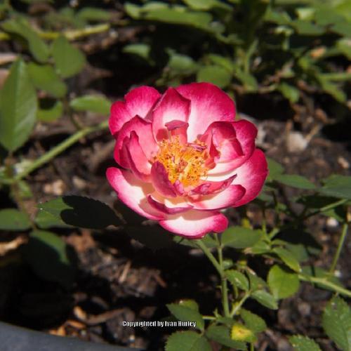 Rose (Rosa 'Rainbow Happy Trails') in the Roses Database - Garden.org