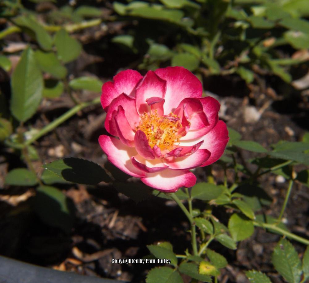 Rose (Rosa 'Rainbow Happy Trails') in the Roses Database - Garden.org