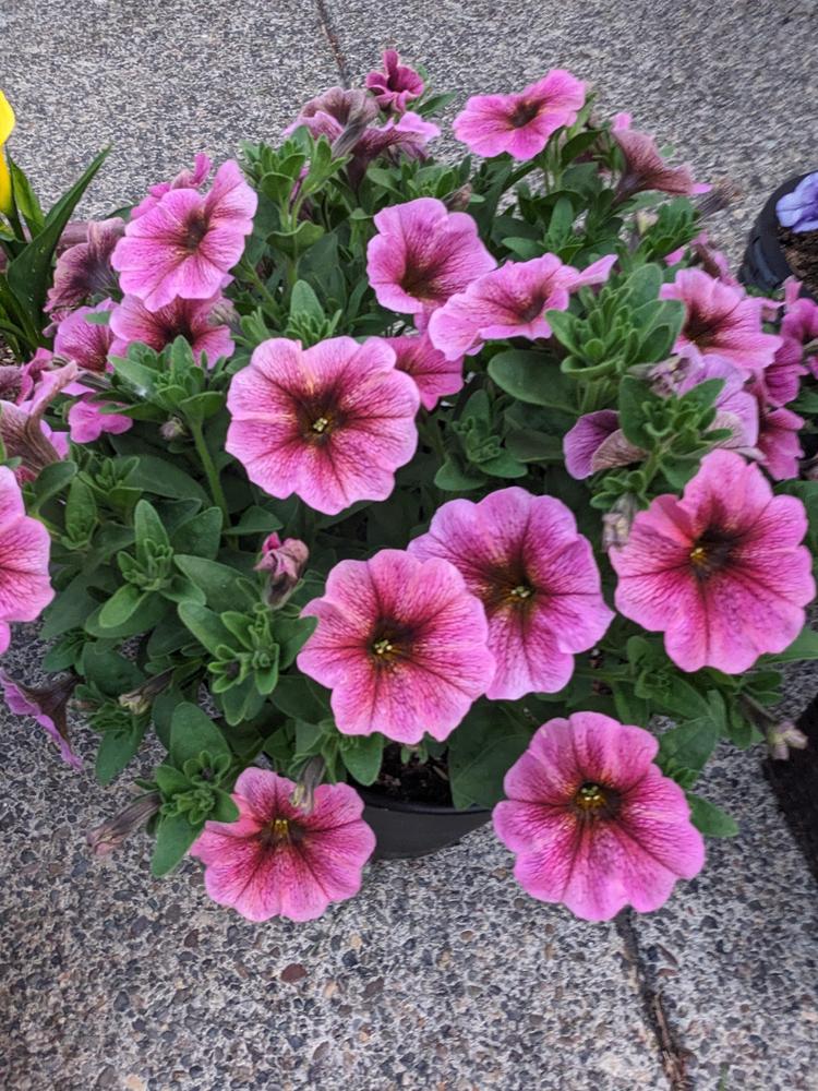Photo of the entire plant of XPetchoa SuperCal® Premium Sunray Pink ...