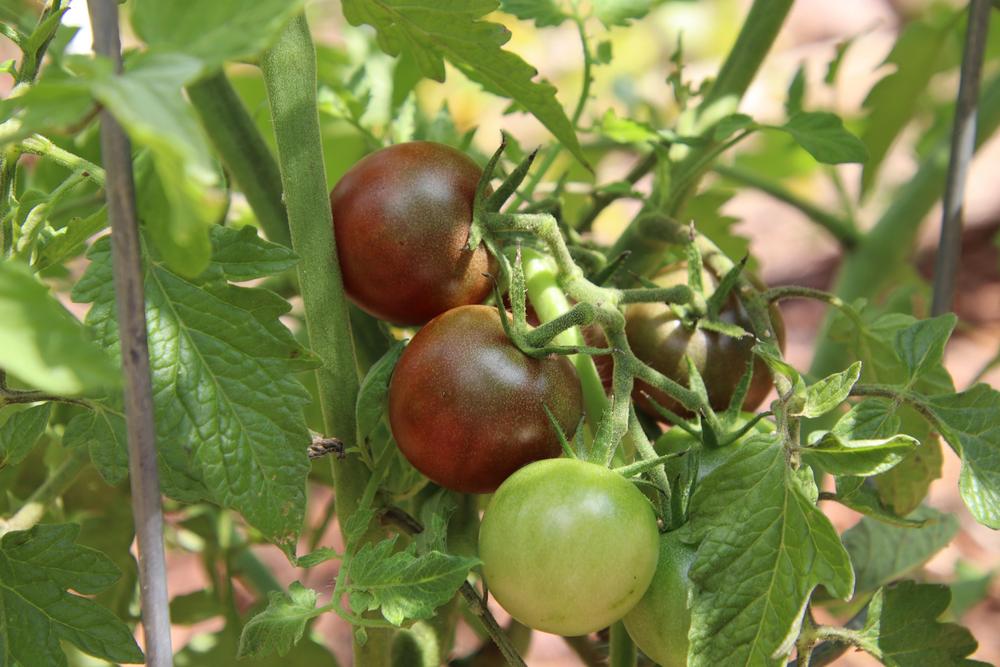 Photo of the fruit of Tomato (Solanum lycopersicum 'Black Cherry ...