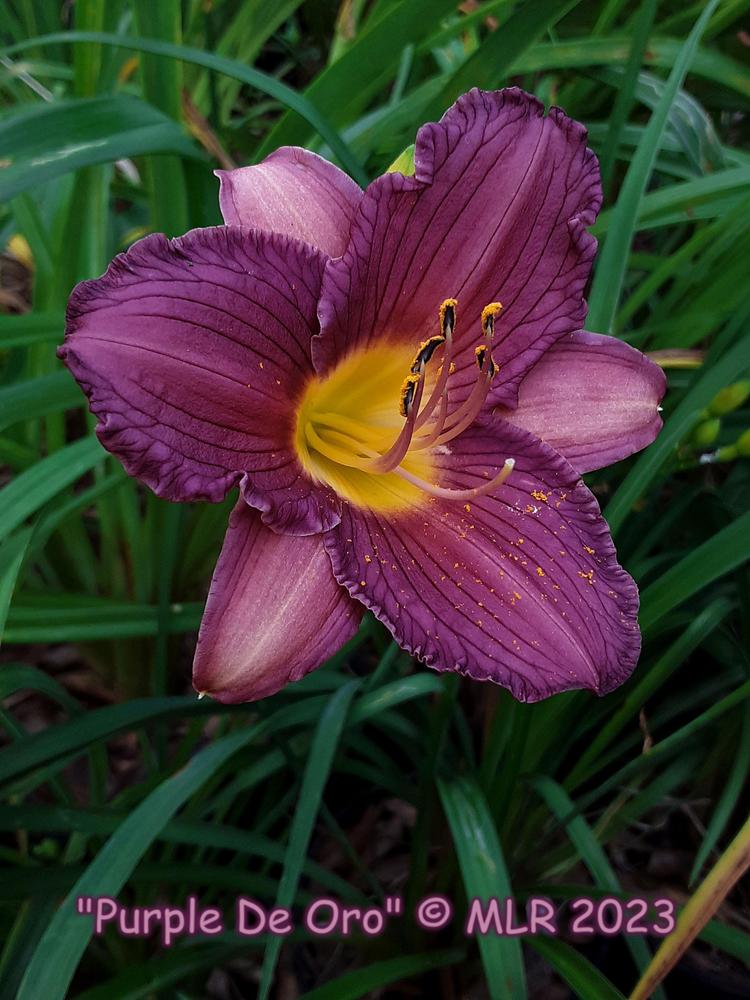 Photo of the bloom of Daylily (Hemerocallis 'Purple De Oro') posted by ...