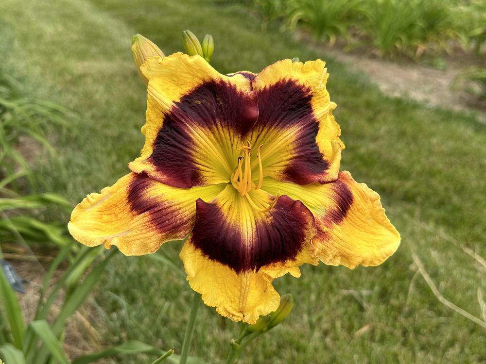 Photo of the bloom of Daylily (Hemerocallis 'Tiger Play') posted by Onedaylilyatatime - Garden.org