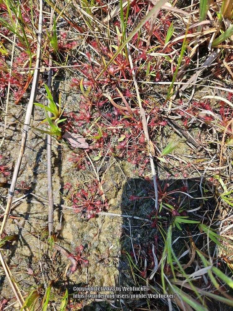 Photo of the entire plant of Spoonleaf Sundew (Drosera intermedia ...
