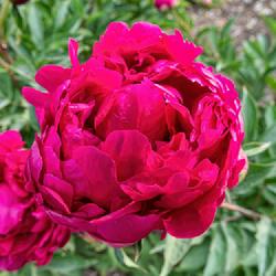 Peony (Paeonia lactiflora 'Mary Brand') in the Peonies Database ...
