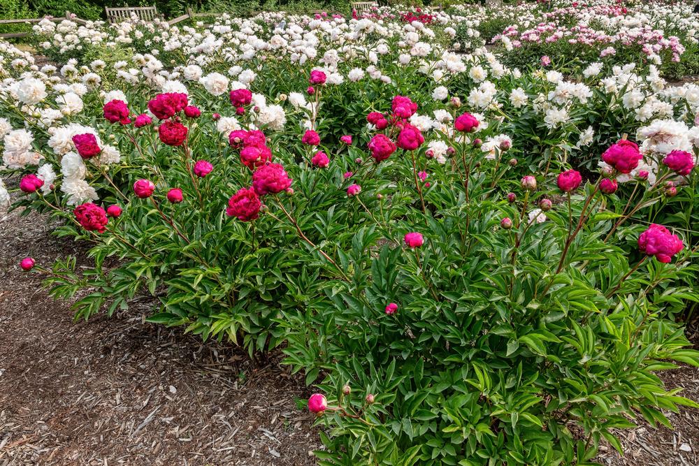 Photo of the entire plant of Peony (Paeonia lactiflora 'Mary Brand ...