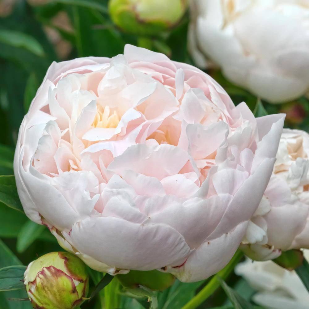 Photo of the bloom of Peony (Paeonia lactiflora 'Florence Nicholls ...