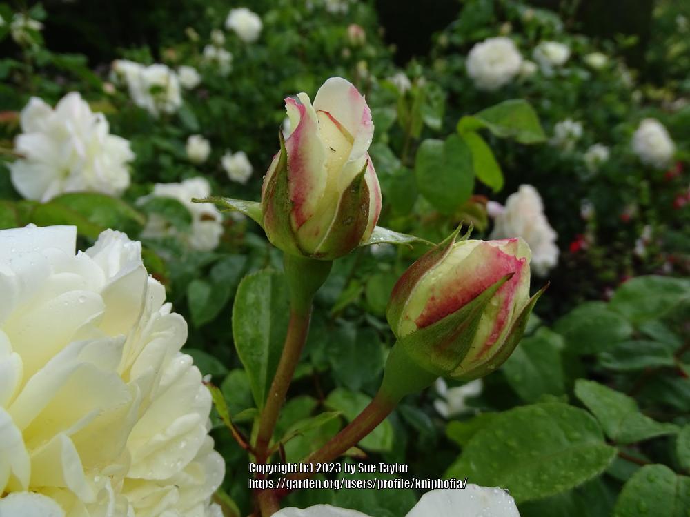 Photo of the closeup of buds, sepals and receptacles of Rose (Rosa 'Tranquillity') posted by ...