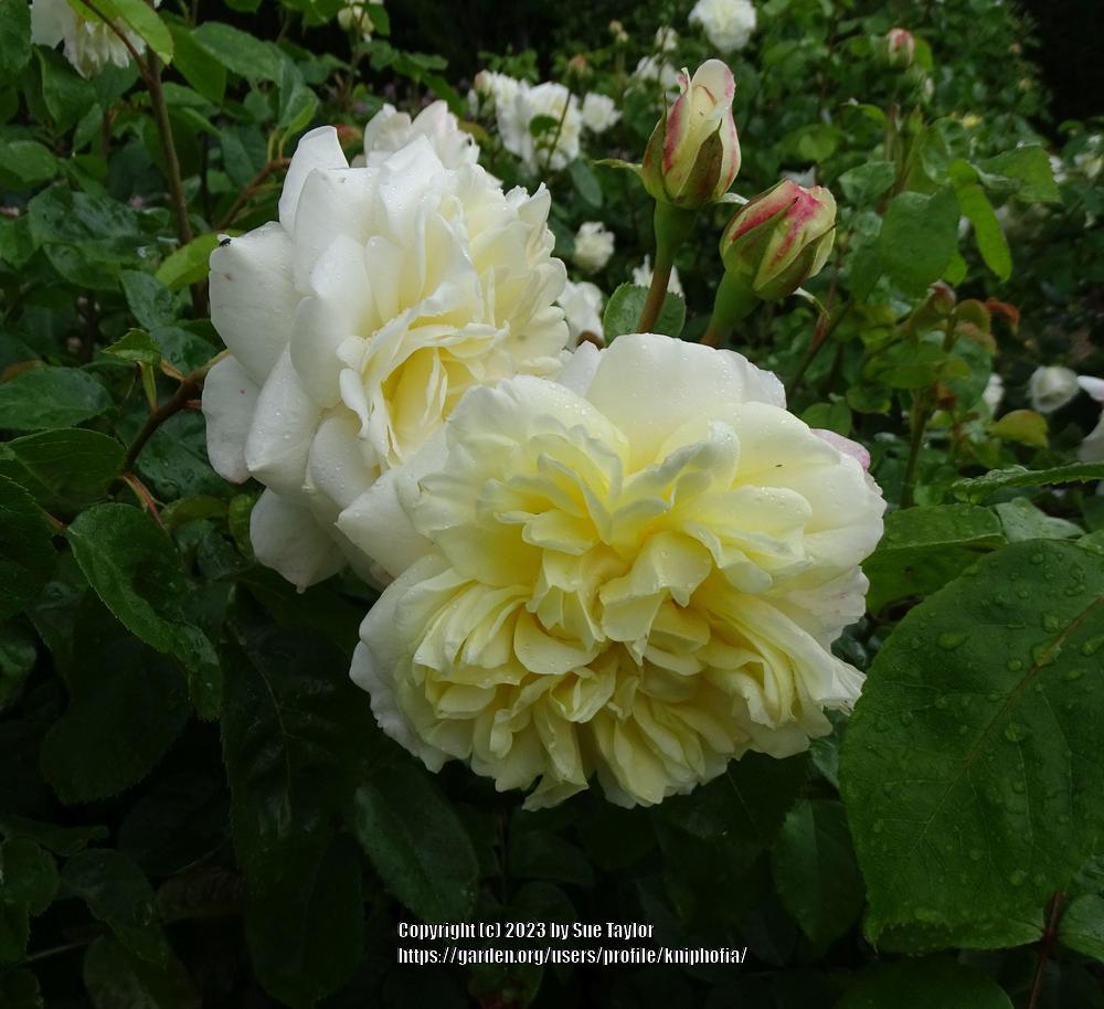 Photo of the bloom of Rose (Rosa 'Tranquillity') posted by kniphofia ...