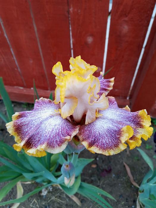 Photo of the bloom of Tall Bearded Iris (Iris 'Whispering Spirits ...
