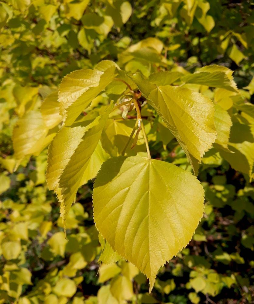 Photo of the leaves of European Linden (Tilia x europaea ...