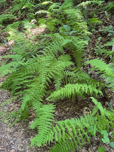 Fern ID in the Plant ID forum - Garden.org