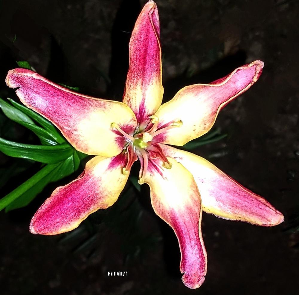 Photo of the bloom of Lily (Lilium 'Heart Strings') posted by HoodLily ...