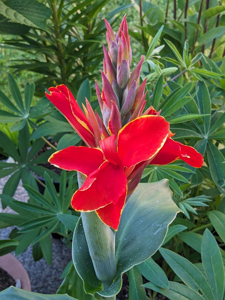 Canna (Canna x generalis 'Lucifer') in the Cannas Database - Garden.org