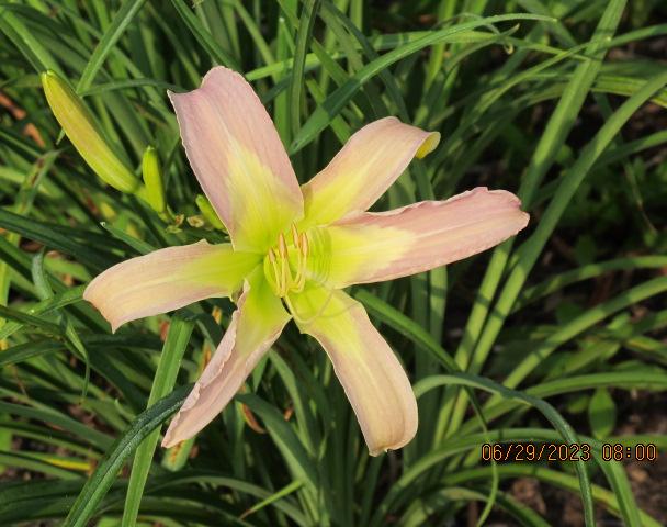 June 2023 Seedlings in the Daylilies forum - Garden.org