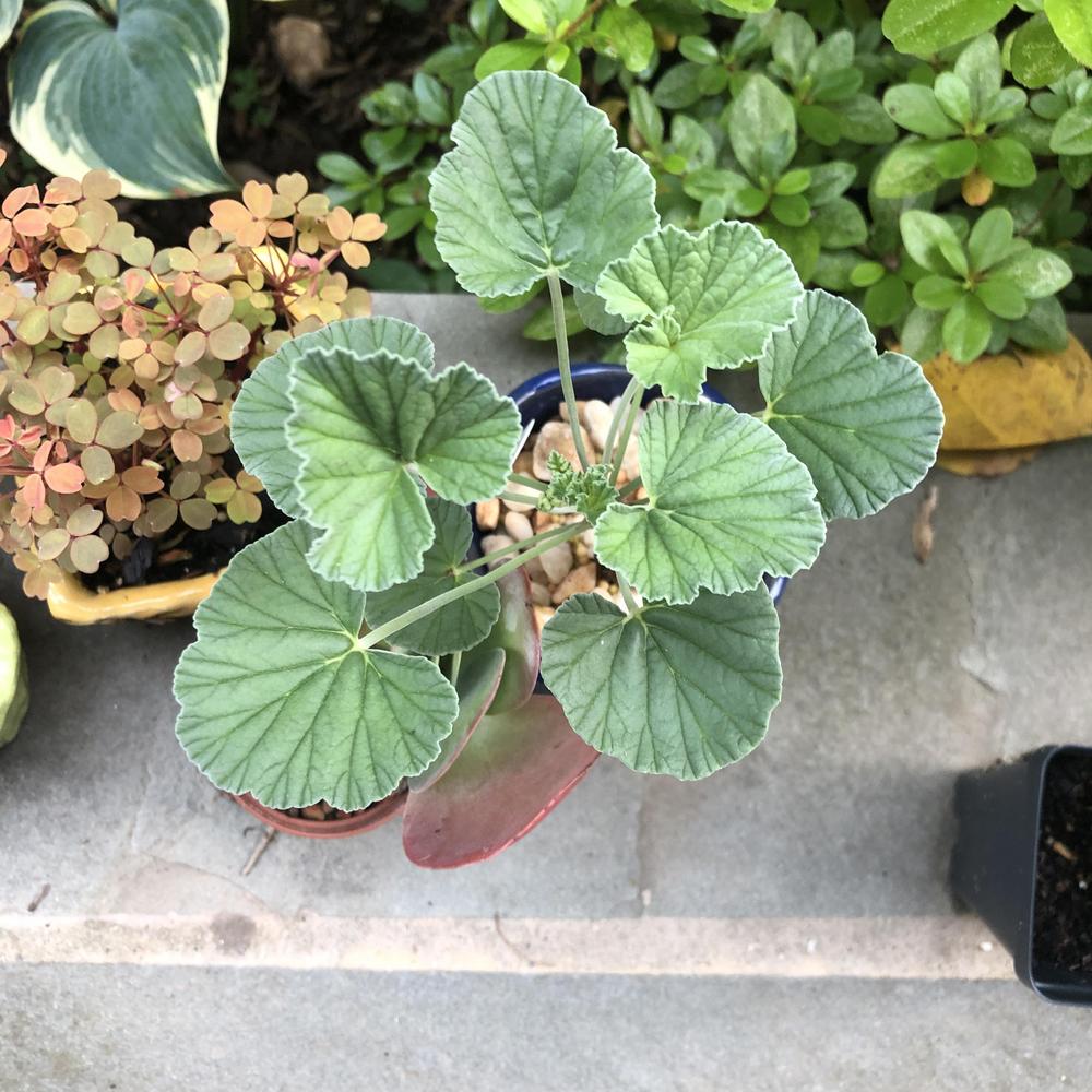 Photo of the entire plant of South African Geranium (Pelargonium ...