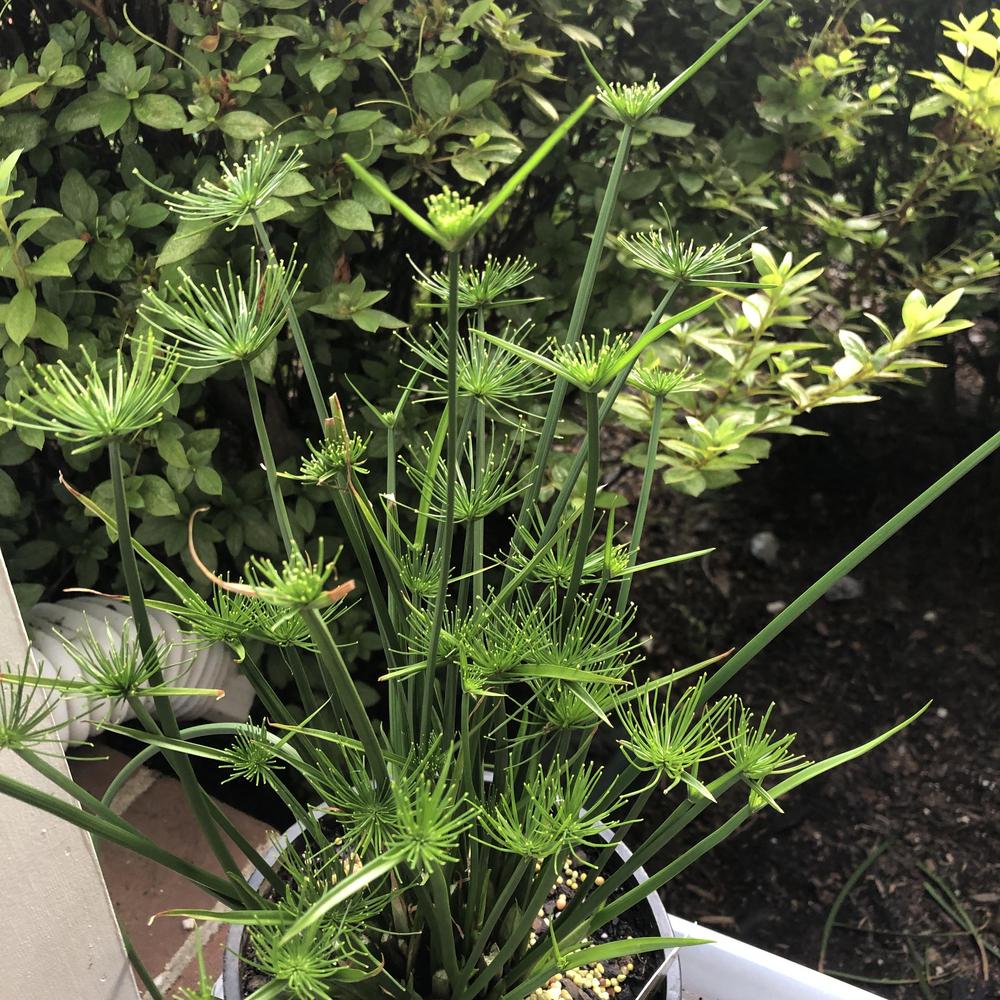 Dwarf Papyrus (Cyperus prolifer 'Cleopatra') - Garden.org
