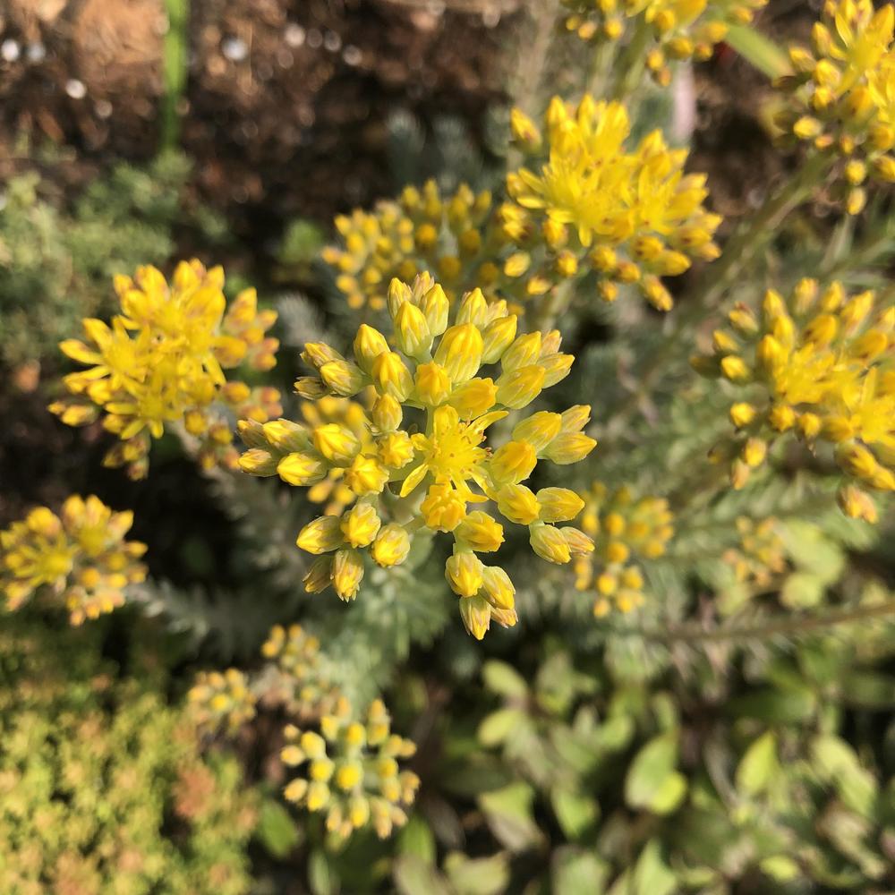 Photo of the bloom of Jenny's Stonecrop (Petrosedum rupestre subsp ...
