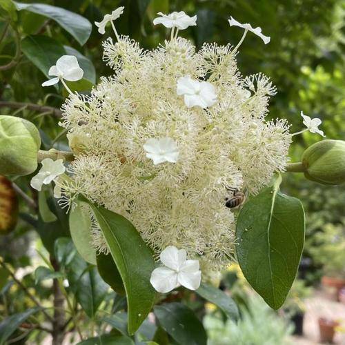 Hydrangea (Hydrangea peruviana) in the Hydrangeas Database - Garden.org