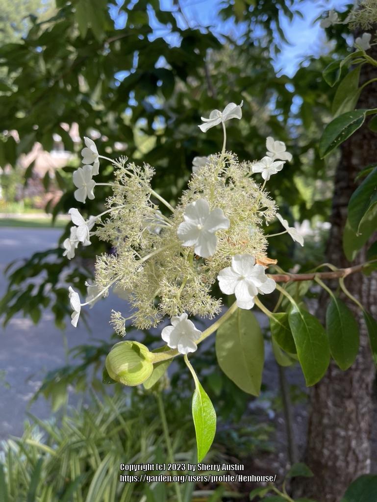 Photo of the bloom of Hydrangea (Hydrangea peruviana) posted by ...