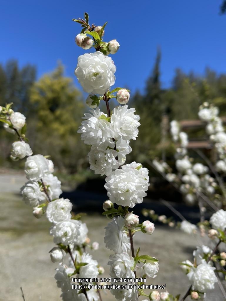 Photo of the bloom of Dwarf Flowering Almond (Prunus glandulosa ...