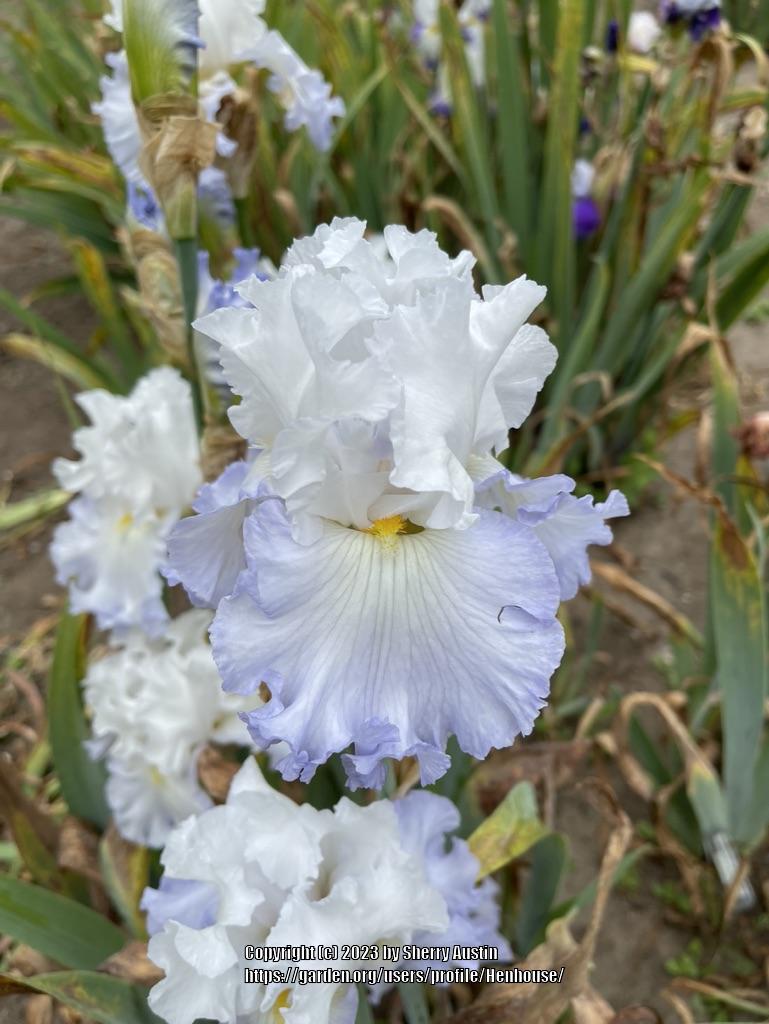 Photo of the bloom of Tall Bearded Iris (Iris 'Dancing on Ice') posted ...