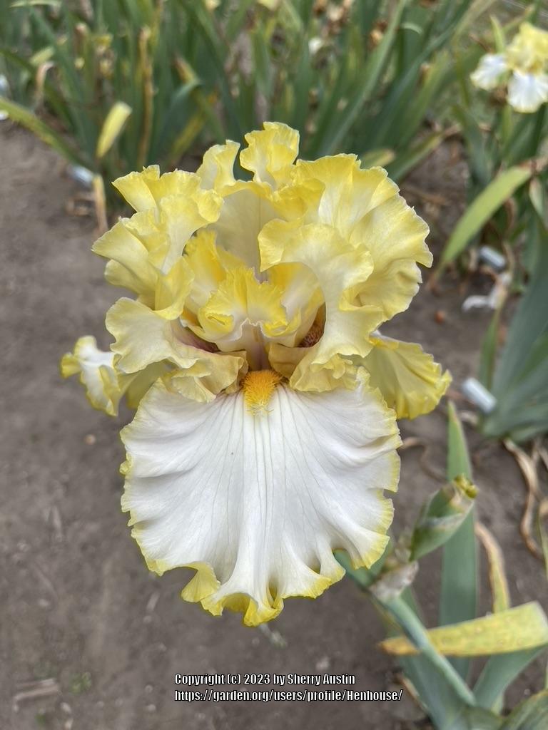 Photo of the bloom of Tall Bearded Iris (Iris 'Extra Crispy') posted by ...