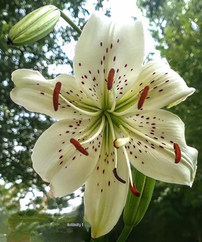 Photo of the bloom of Lily (Lilium 'White Twinkle') posted by HoodLily ...