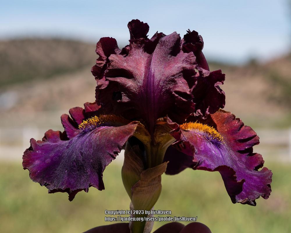 Photo of the bloom of Tall Bearded Iris (Iris 'Hot Mess') posted by IrisHaven - Garden.org