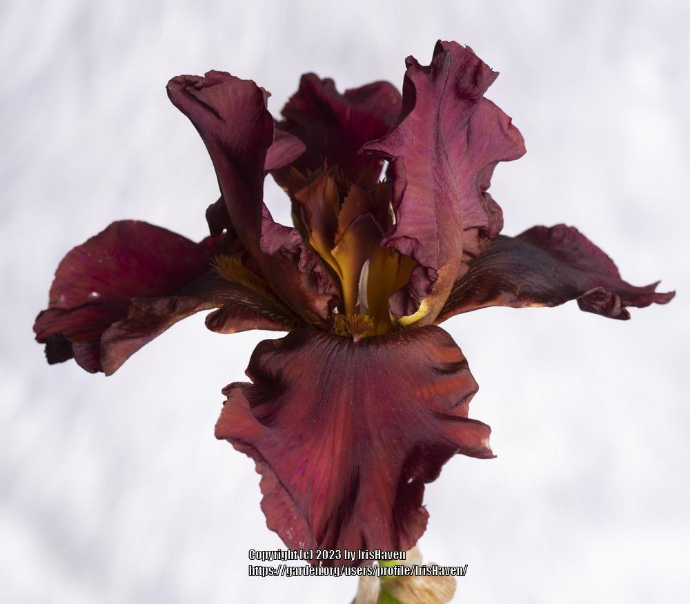Photo of the bloom of Tall Bearded Iris (Iris 'My Friend Jonathan ...